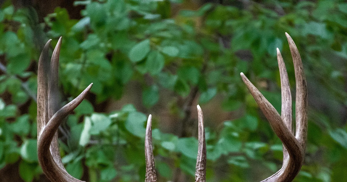 WDFW releases new hunting season and regulation information | Columbia ...