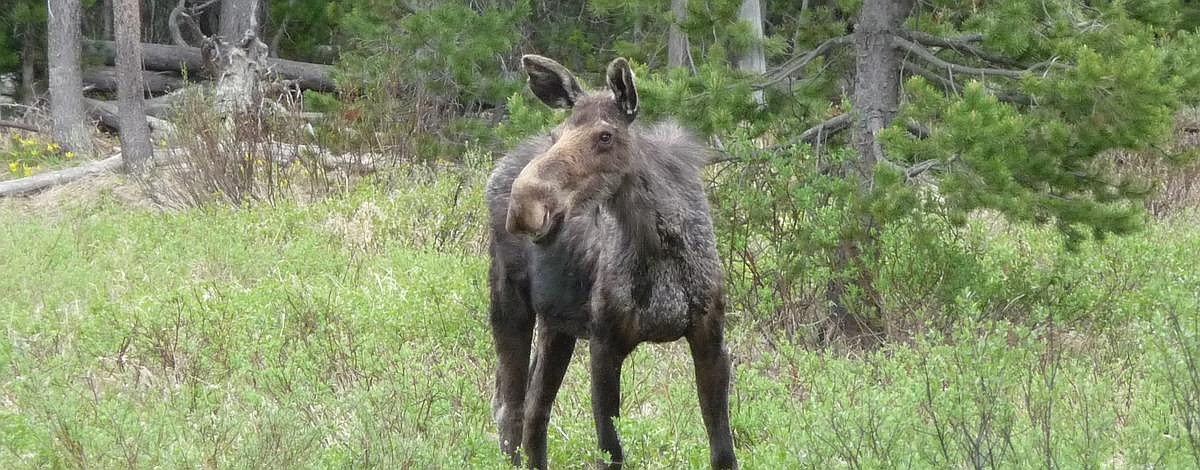 Idaho Fish and Game looking for poacher who killed female moose and ...