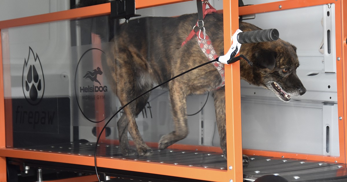 Mobile dog gym brings exercise to the dogs | Daily Inter Lake