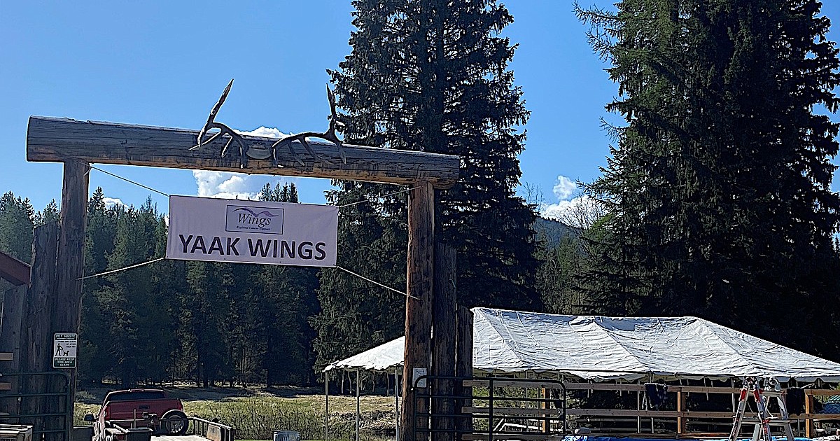 Yaak WINGS cancer fundraiser set for May 11 | Hagadone News Network