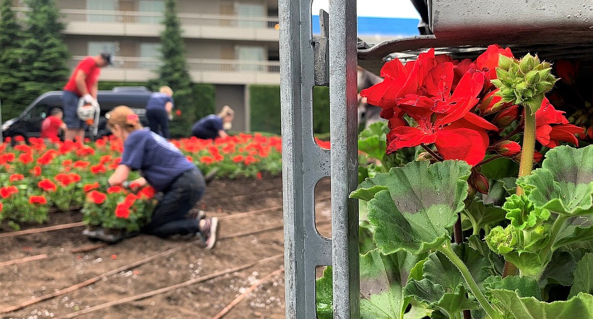 HUCKLEBERRIES: Geranium Day put petunias out to pasture | Coeur d'Alene ...