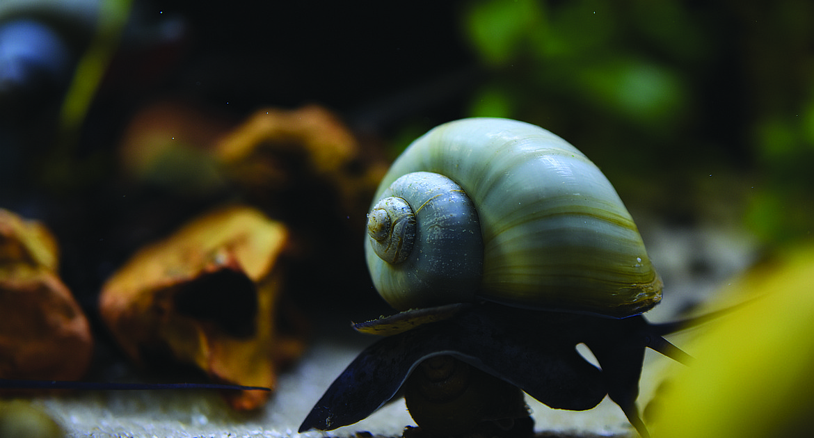 Mystery snails turn up in Flathead Lake | Bigfork Eagle