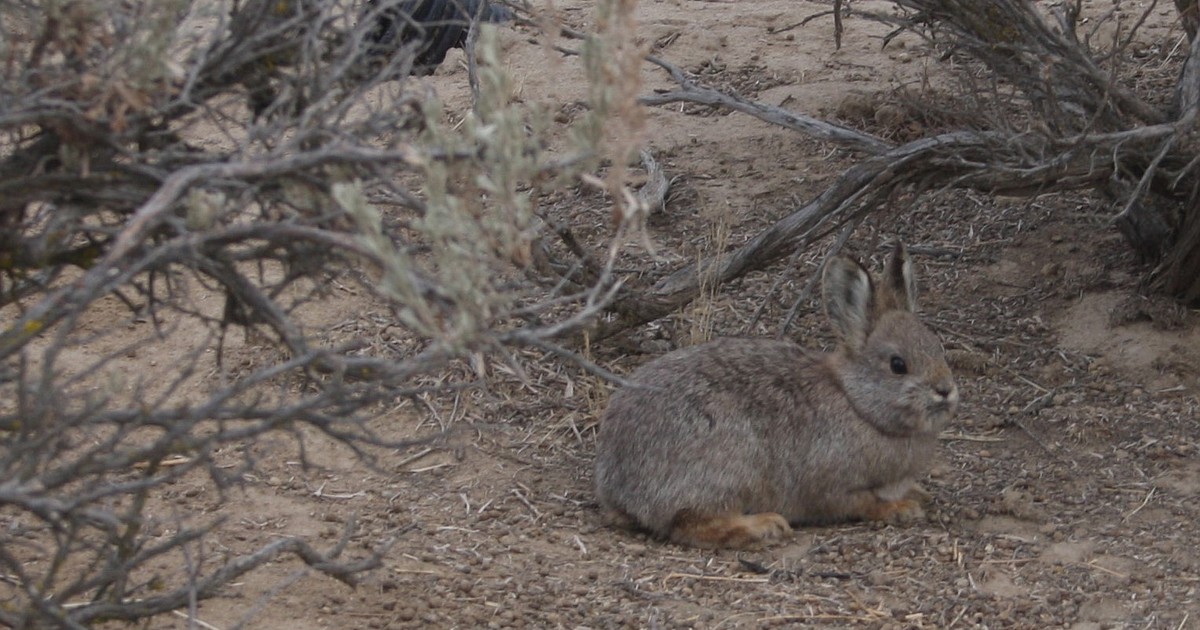 WDFW continues pygmy rabbit management | Columbia Basin Herald