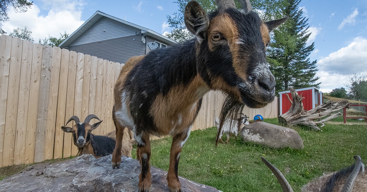 Experience a goat farm en route to Glacier Park | Hungry Horse News