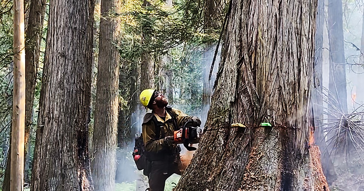 Panhandle Timber Defense aims to protect from wildfires | Bonner County ...