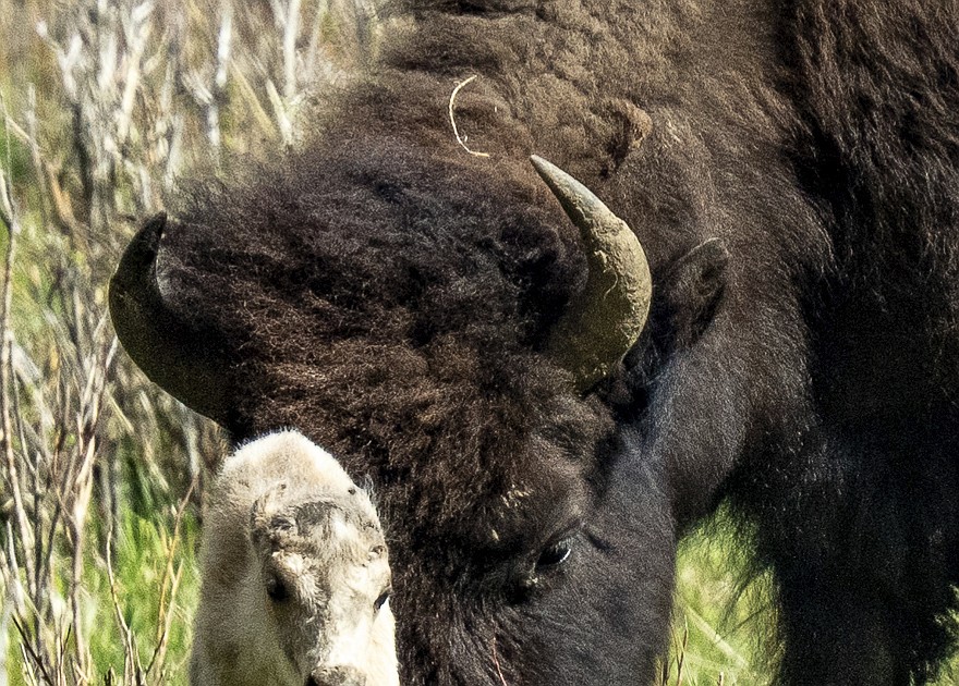 Reported birth of rare white buffalo calf in Yellowstone park fulfills ...
