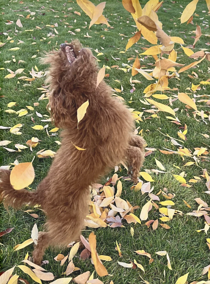 Braver Lens to present 'Canine Bridge' Saturday at ArtWalk | Coeur d ...