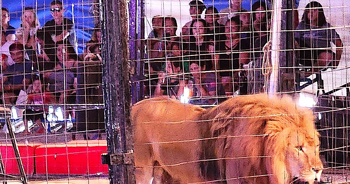 Circus brings animals, clowns, exotic acts to Ronan | Lake County Leader