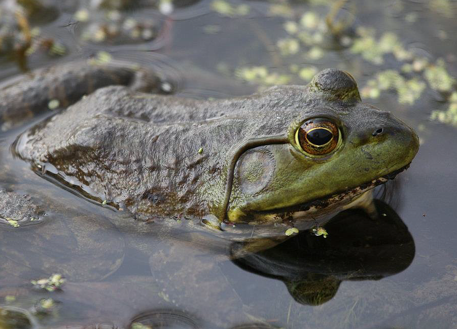 Wanted: Invasive American bullfrogs | Lake County Leader