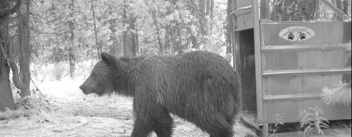 F&G begins annual grizzly bear research | Coeur d'Alene Press