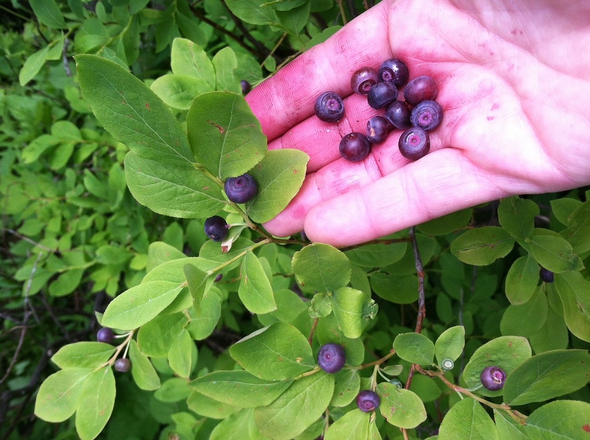 Practice good huckleberry foraging this summer | Coeur d'Alene Press