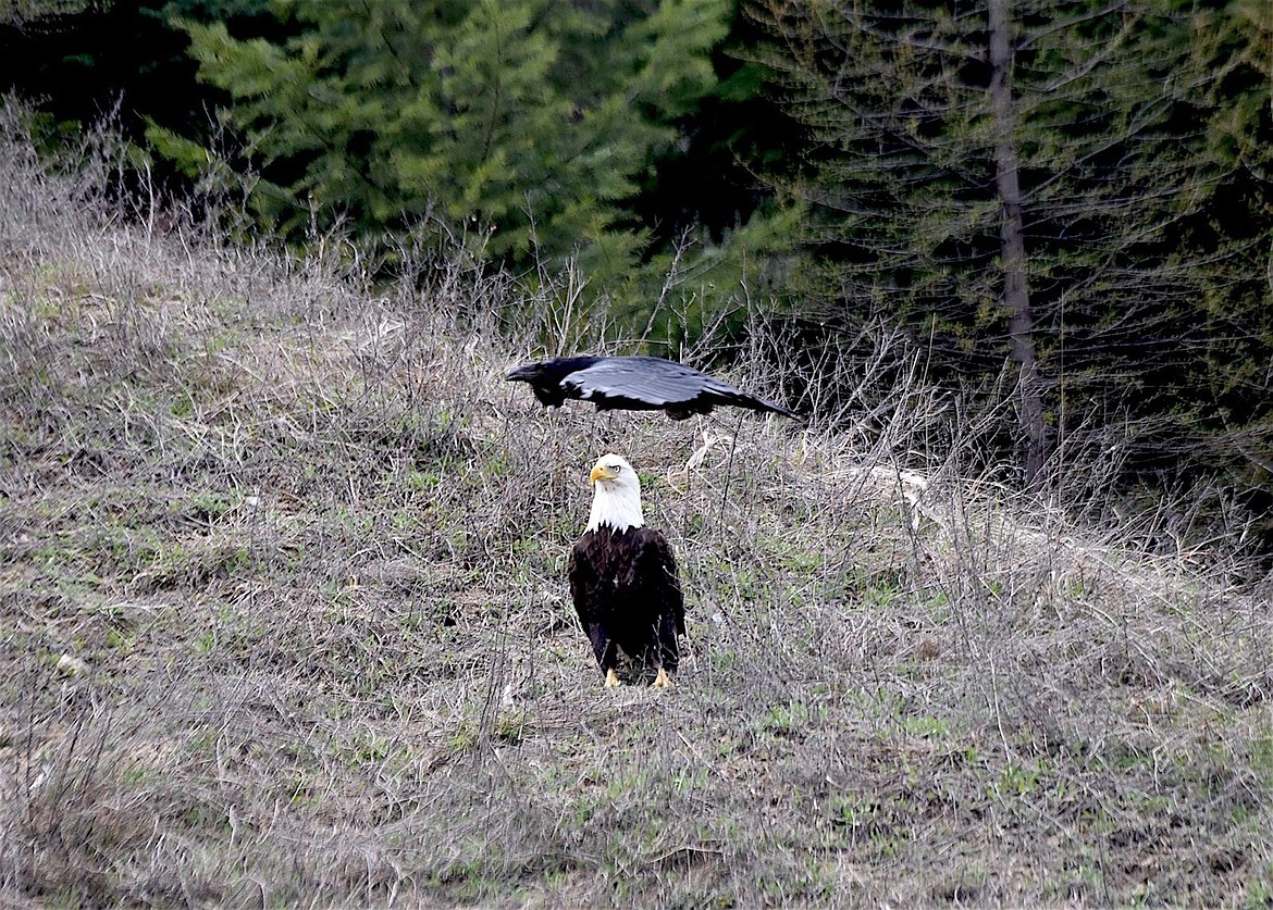 Birds of a feather | Western News