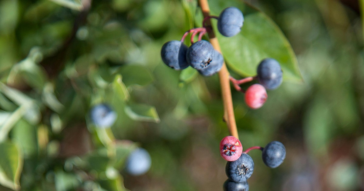 Blueberry crop looking healthy as WA continues to dominate industry ...