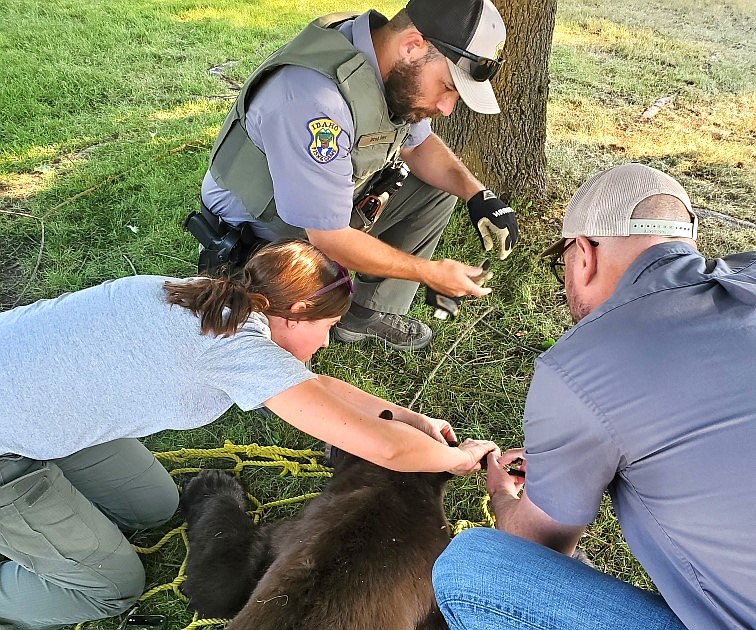 Young black bear in Coeur d'Alene darted, returned to the wild | Coeur ...
