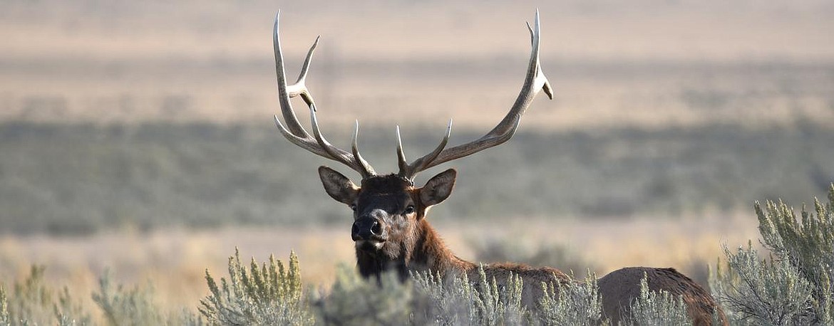 F&G Commission approves six-year elk plan to guide future elk hunting ...