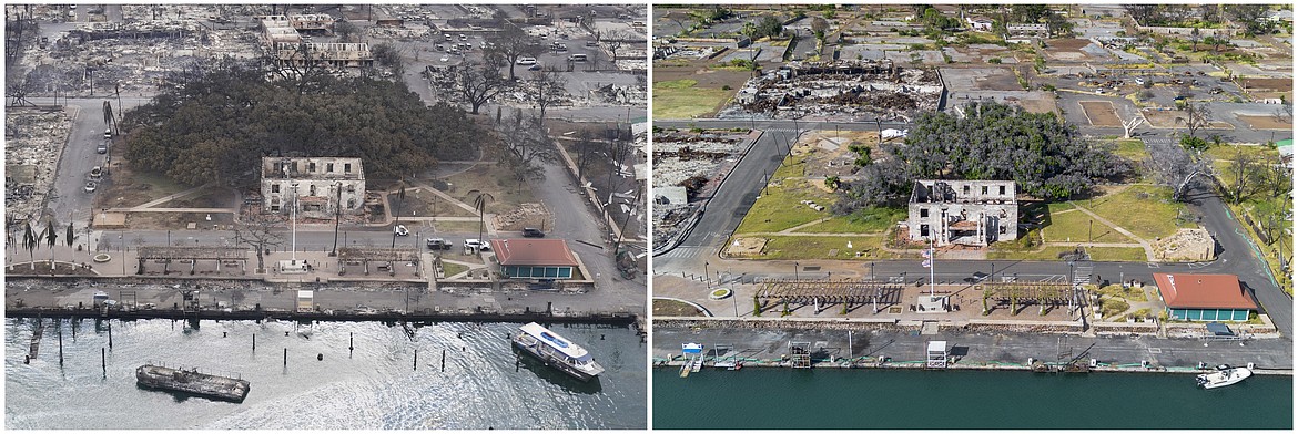 How Lahaina's more than 150-year-old banyan tree is coming back to life ...