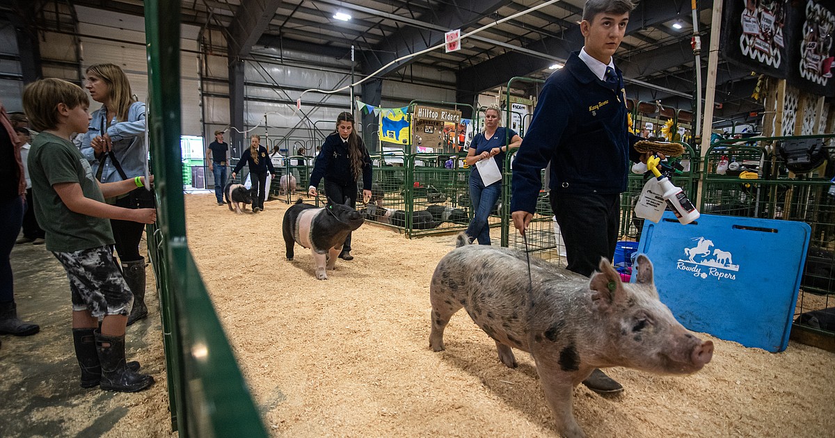 Youths go whole hog in showing pigs at the Northwest Montana Fair ...