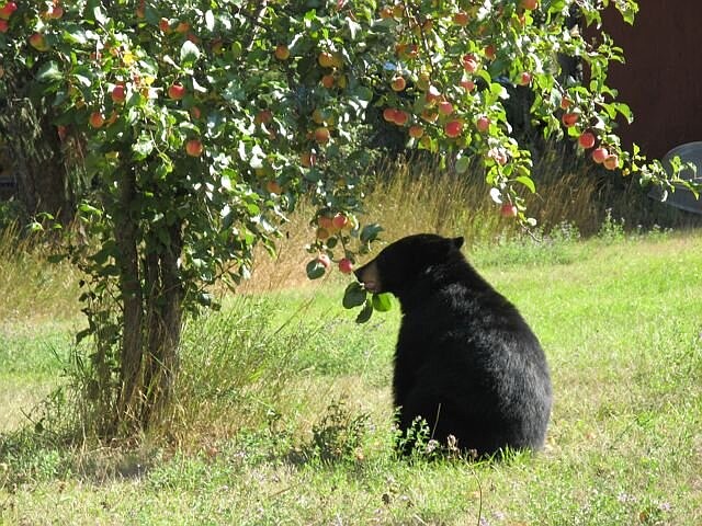 Bears, fruit trees and gleaning in Northwest Montana | Bigfork Eagle