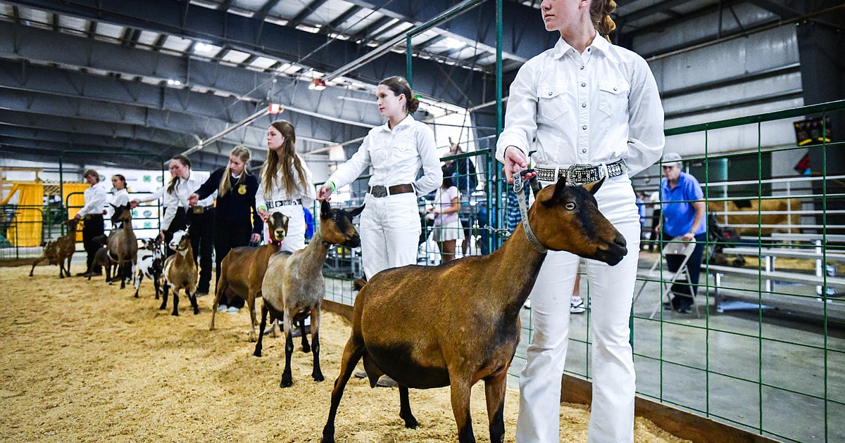 Goats hoof it up in the show ring at the Northwest Montana Fair | Daily ...