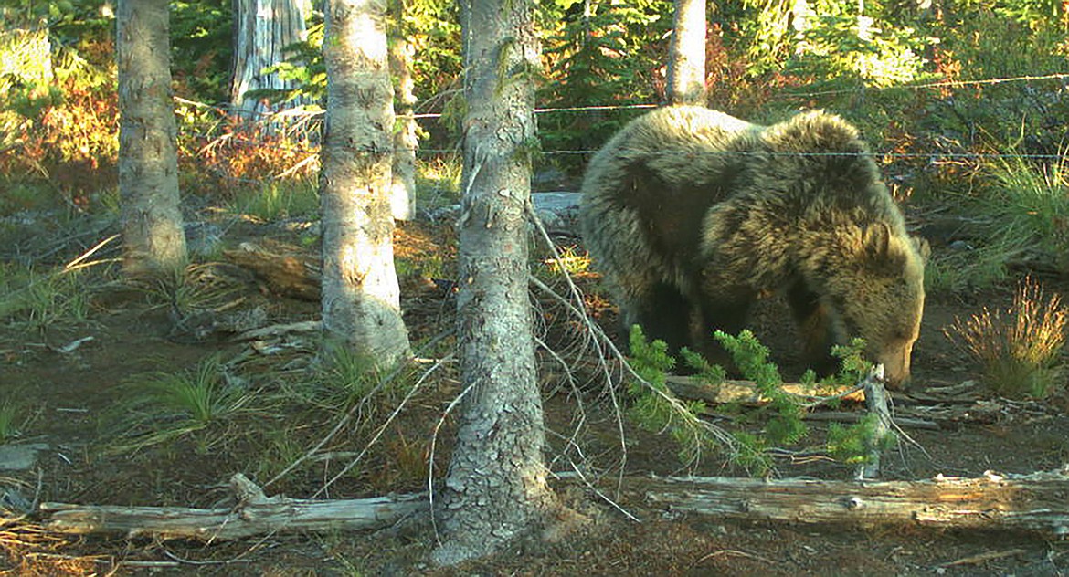 New grizzly bear rules ahead for bear hunters | Bonners Ferry Herald