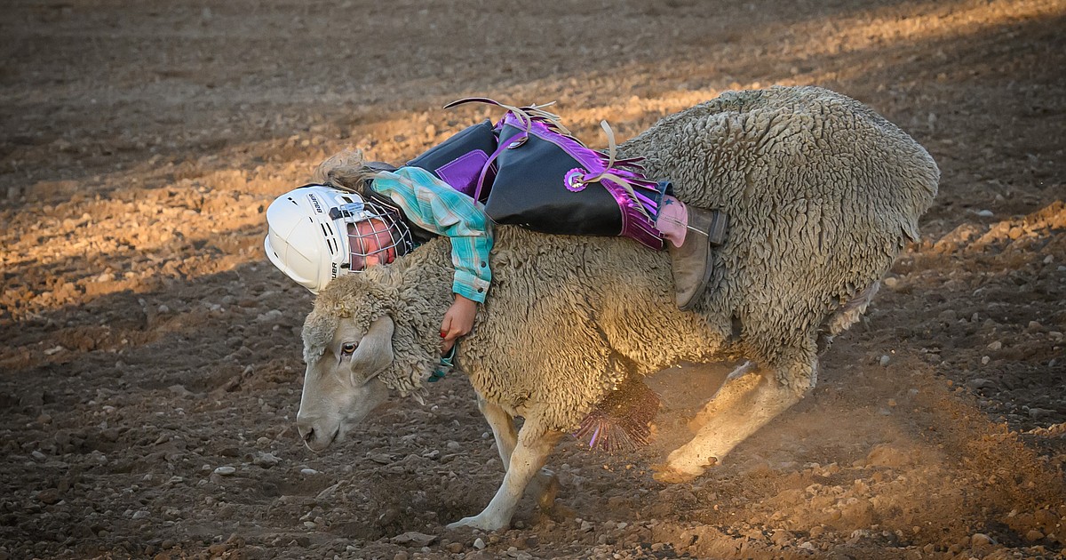 Sanders County Fair sets attendance record | Valley Press/Mineral ...