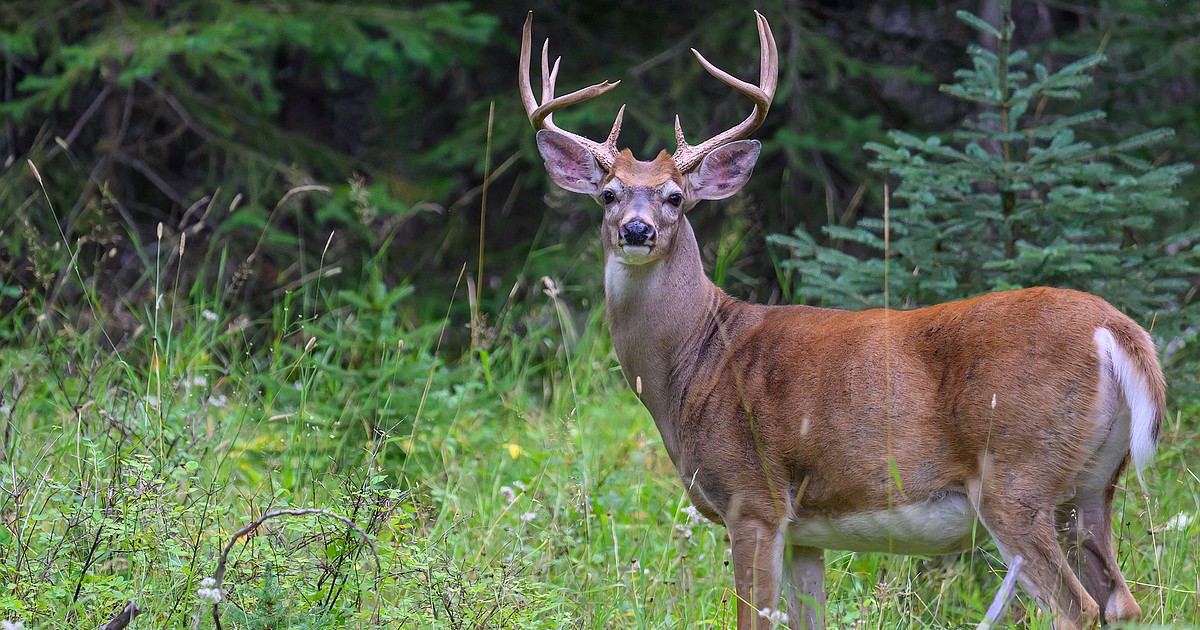 More deer tags available after CWD found in Flathead buck | Hungry ...