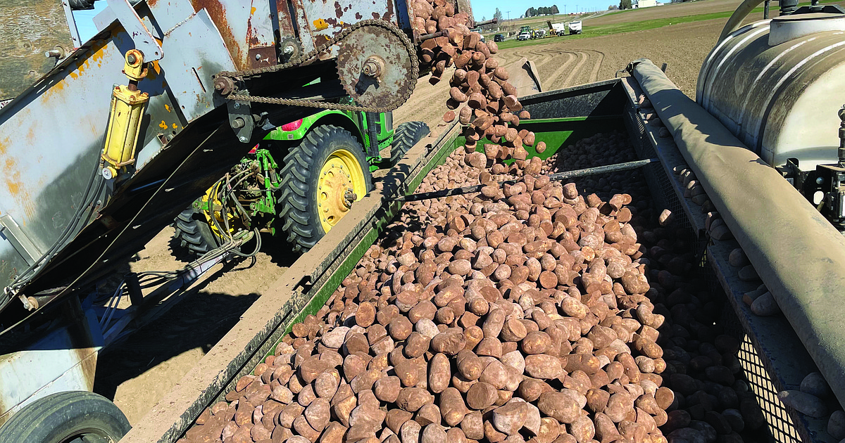 2024 Washington potato crop thriving with an expected 93 million pounds ...