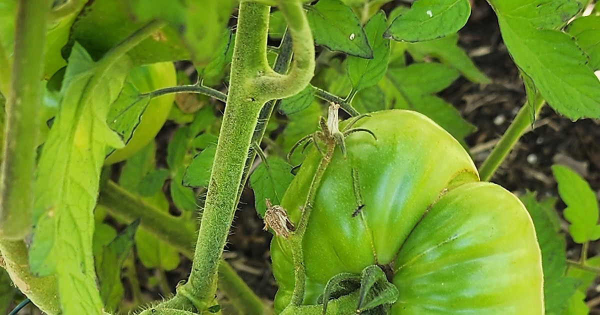 How to get those late-season green tomatoes to ripen | Coeur d'Alene Press