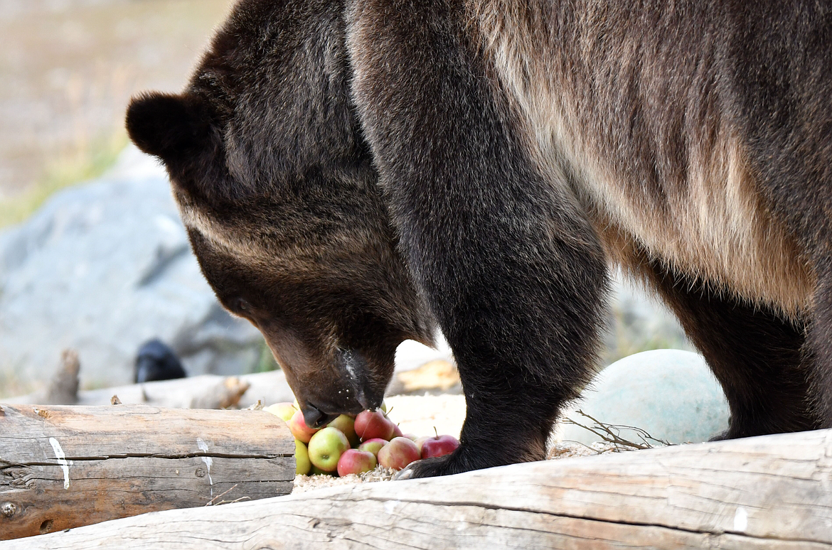Fruit gleaning for West Yellowstone bears upcoming | Bigfork Eagle