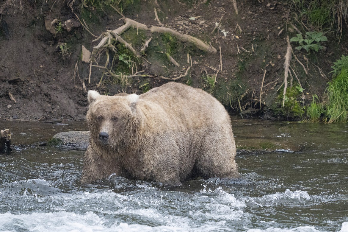 The chunkiest of chunks face off in Alaska's Fat Bear Week | Coeur d ...