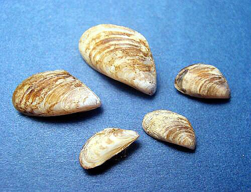 No Idaho quagga mussels detected yet in 2025 | Bonner County Daily Bee