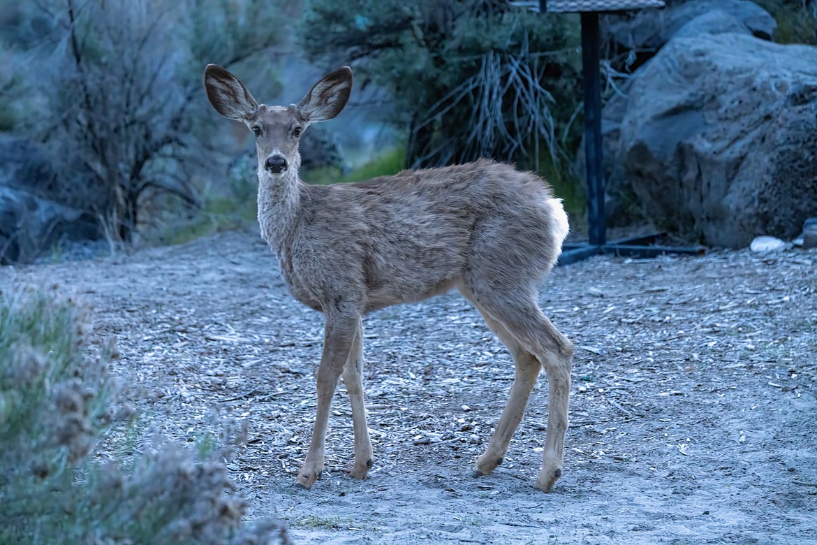 Friendly, mooching deer can be gardeners’ bane | Bonner County Daily Bee