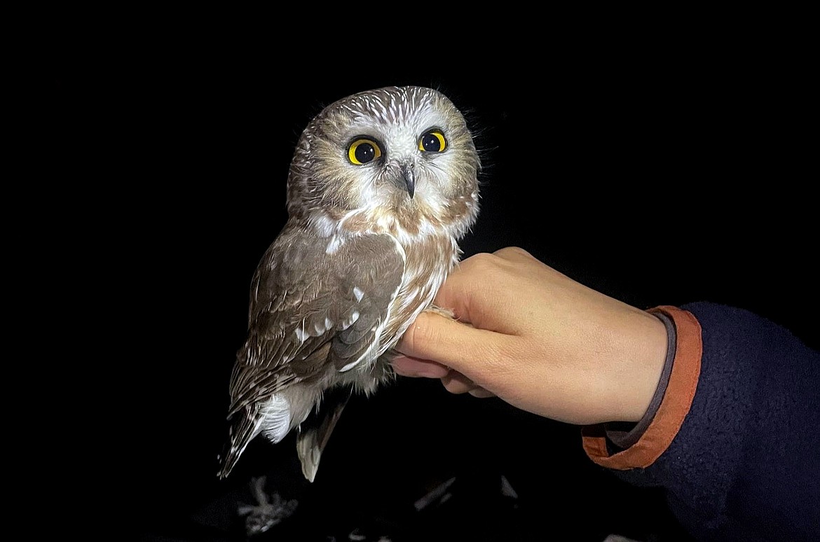 Saw-whet owl banding at Flathead Lake Biological Station | Bigfork Eagle