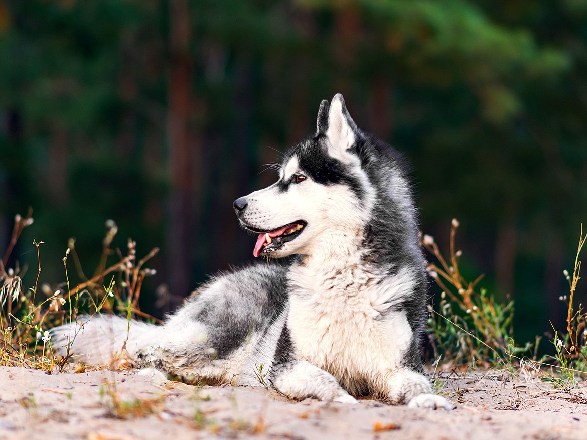 Understanding degenerative myelopathy in dogs | Coeur d'Alene Press
