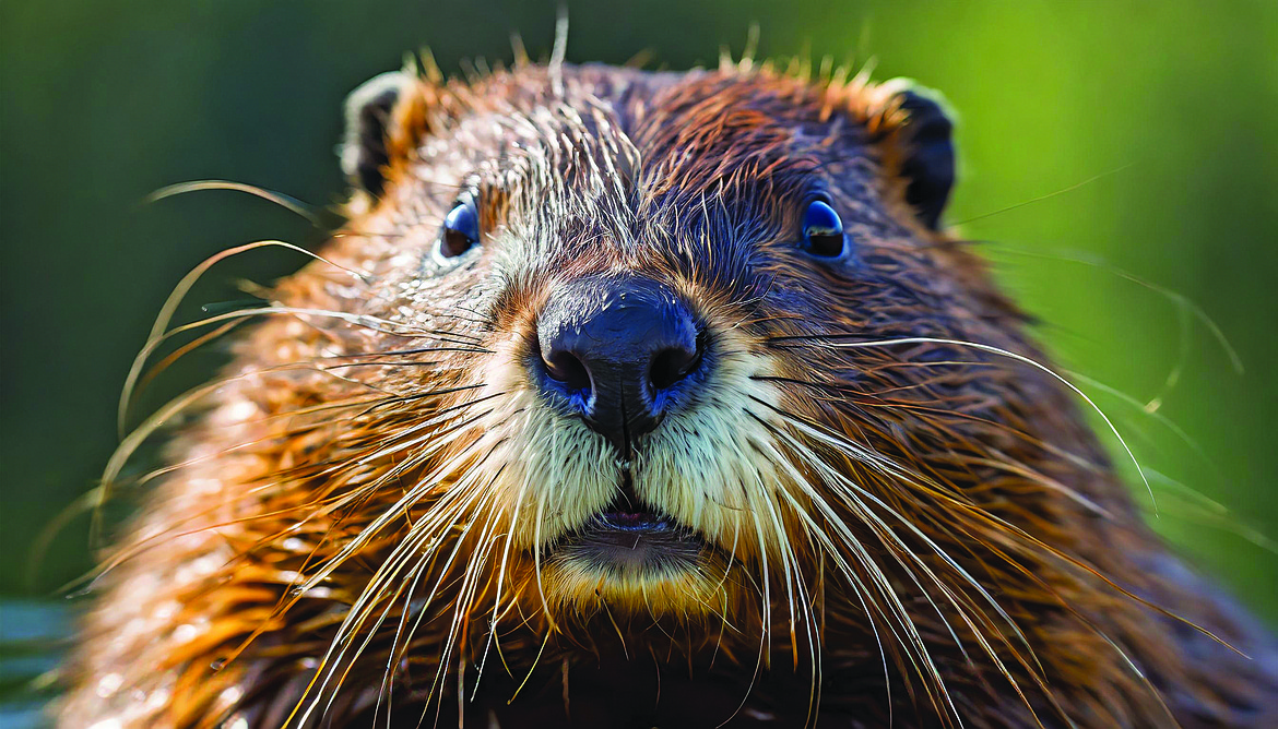 The zany brilliance of the cult hit ‘Hundreds of Beavers’ | Coeur d ...