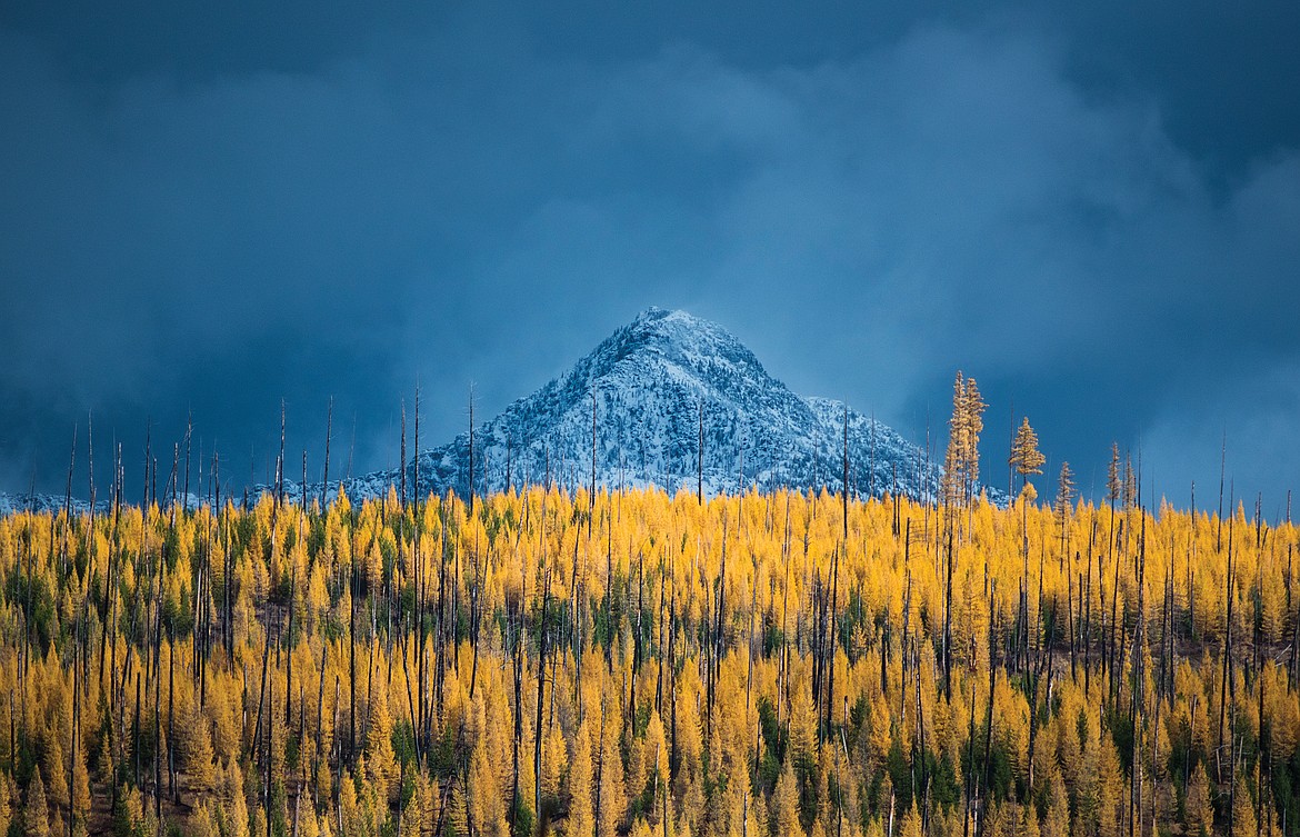 October and November, the golden age of larch | Hungry Horse News