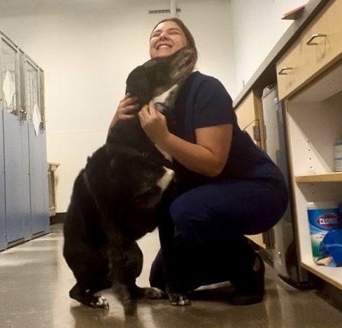 Hayden animal shelter sees rise in euthanasia requests | Coeur d'Alene ...