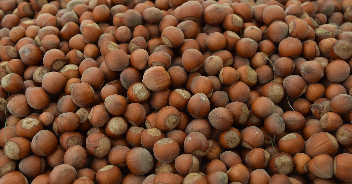 New nut on the block: Hazelnut farming takes root in Eastern Washington ...