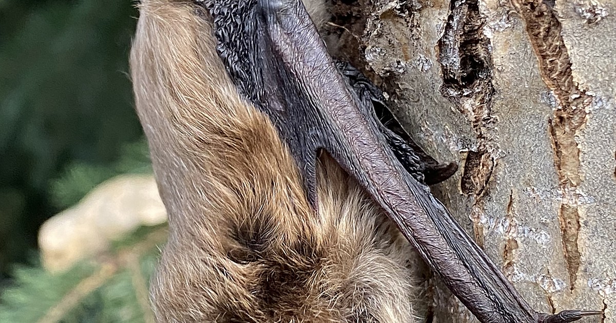 See a bat around your home? Don’t panic, here’s what to know | Bonner ...