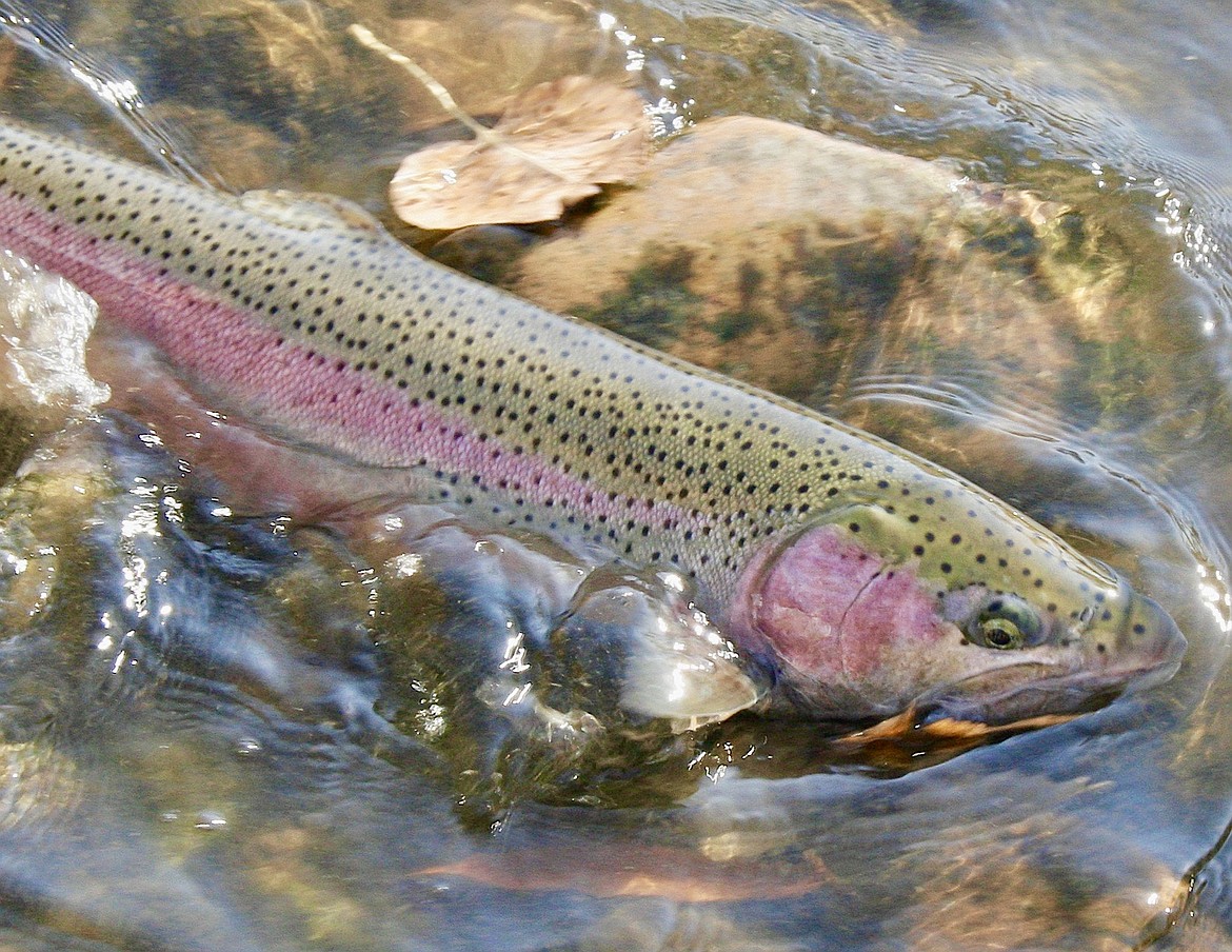 Steelhead returns so far mark the highest annual returns in last seven ...