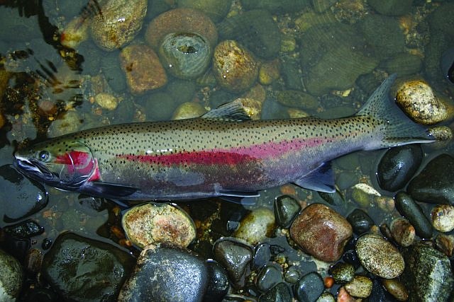 Fish and Game releases updated steelhead numbers | Bonner County Daily Bee