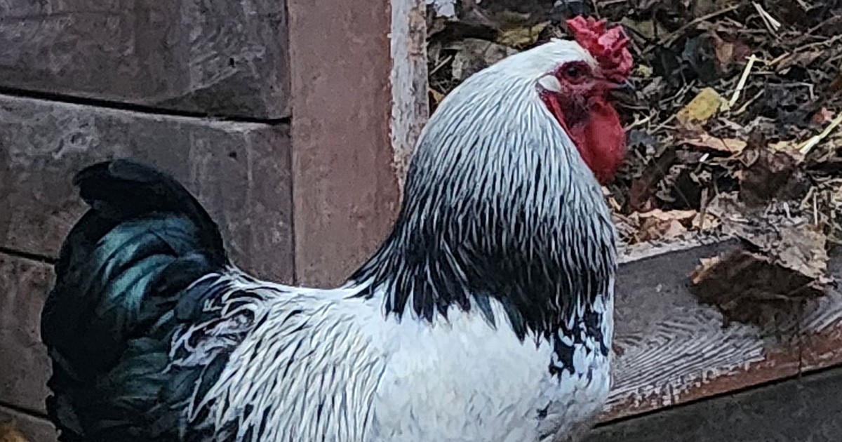 Ronan council discusses service rooster and subdivision | Lake County ...