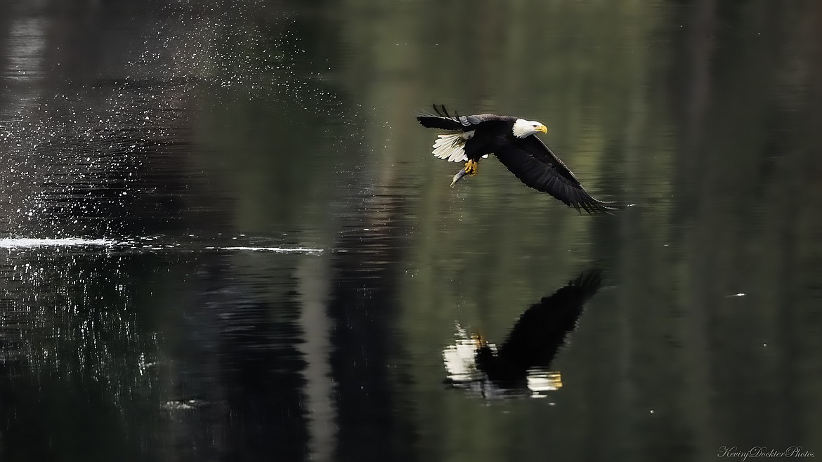 Eagle count soars | Coeur d'Alene Press