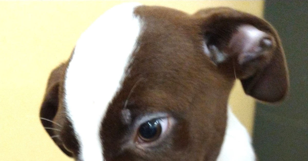 Puppies dumped at Hayden animal shelter | Coeur d'Alene Press