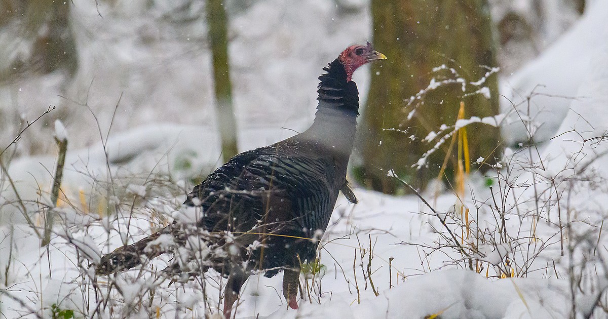 Gobble Gobble: Did you know you wild turkeys can fly up to 60 mph? This ...