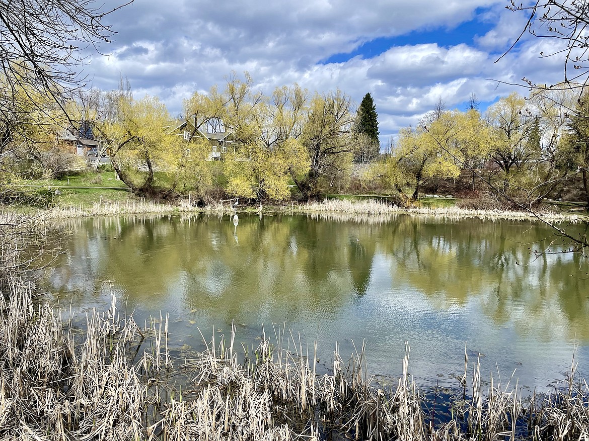 Whitefish considers pond dredging contract | Daily Inter Lake