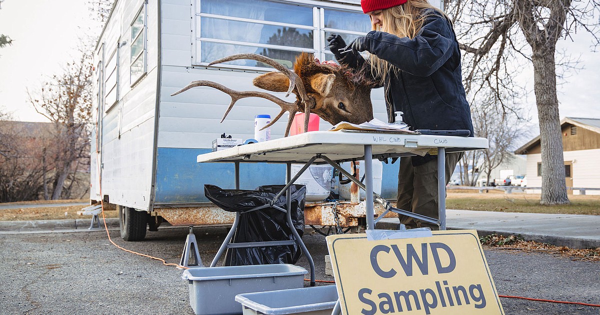 Sampling the work day of a CWD technician | Hagadone News Network