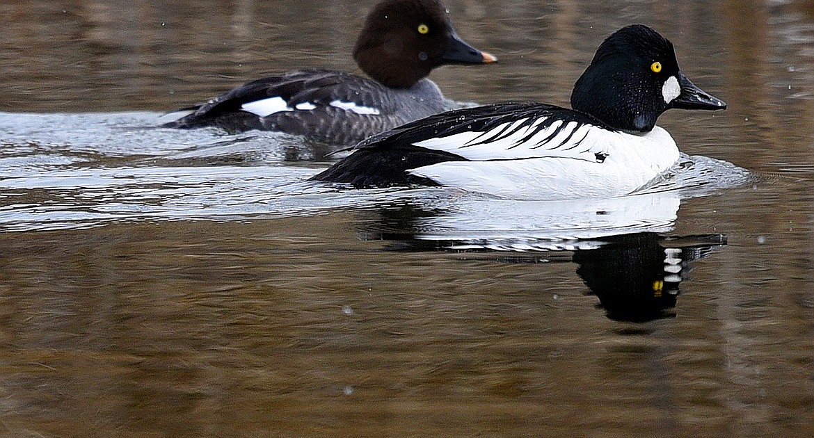 Barrow’s goldeneye: The quiet bird | Bigfork Eagle