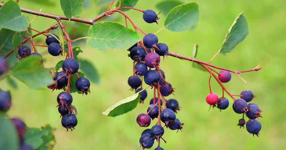 Native berries make great landscape statement | Hagadone News Network