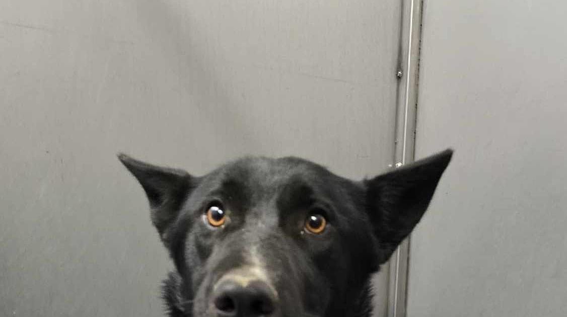 Interested in the ulti-mutt companion? | Columbia Basin Herald